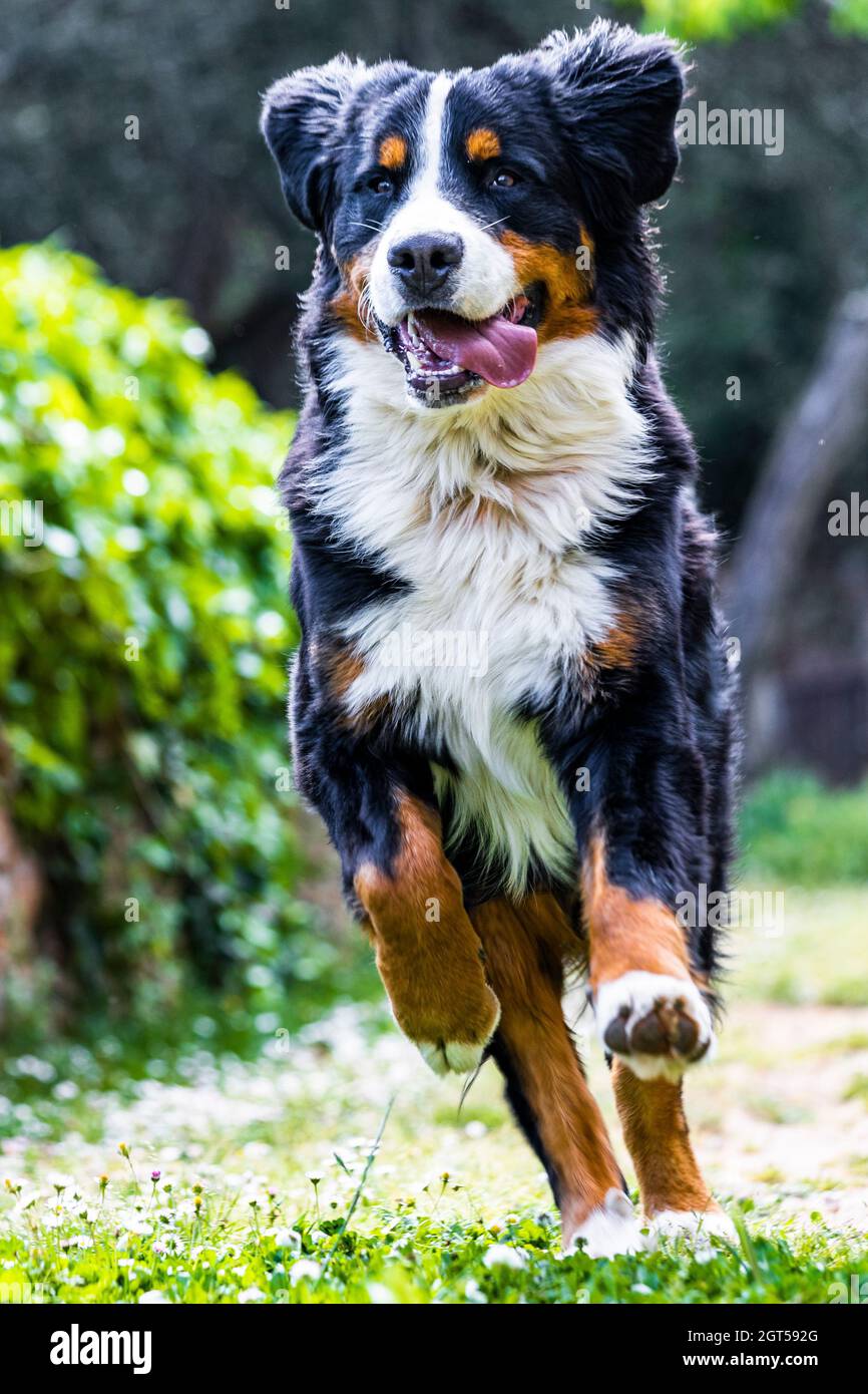 Bernese mountain dog running on hi-res stock photography and images - Alamy