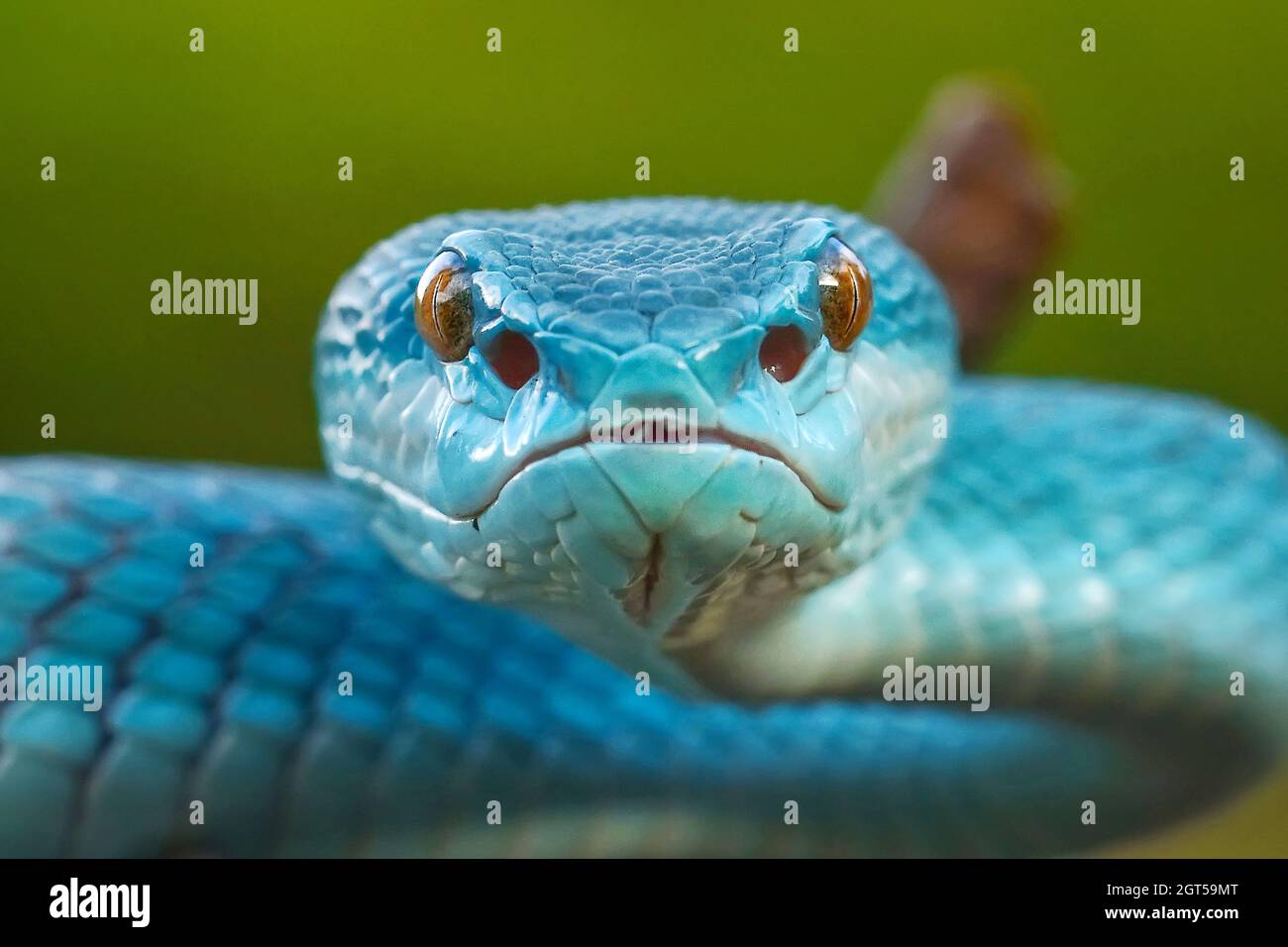 Blue Pit Viper High Resolution Stock Photography and Images - Alamy