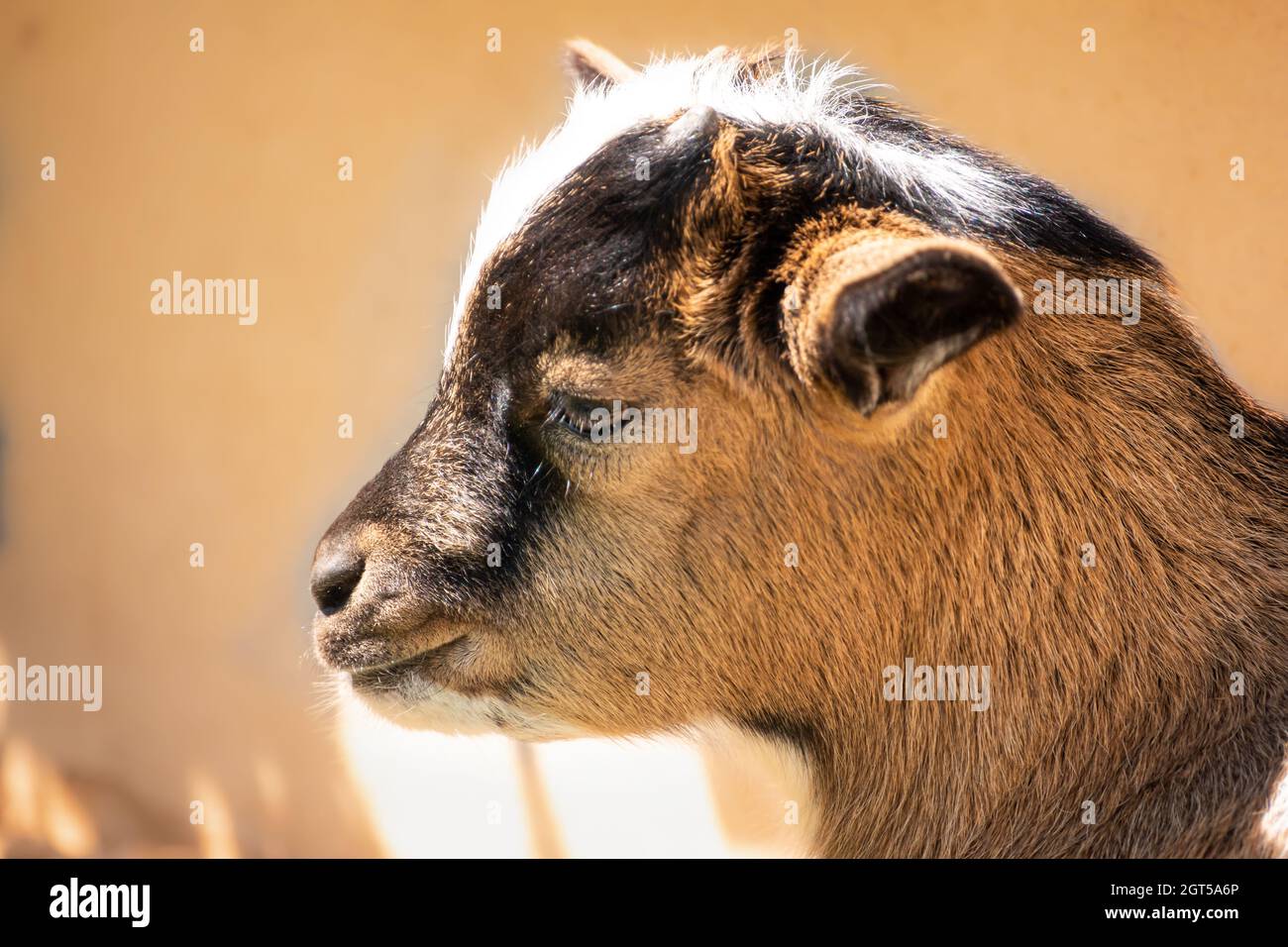 Narrow goat hi-res stock photography and images - Alamy