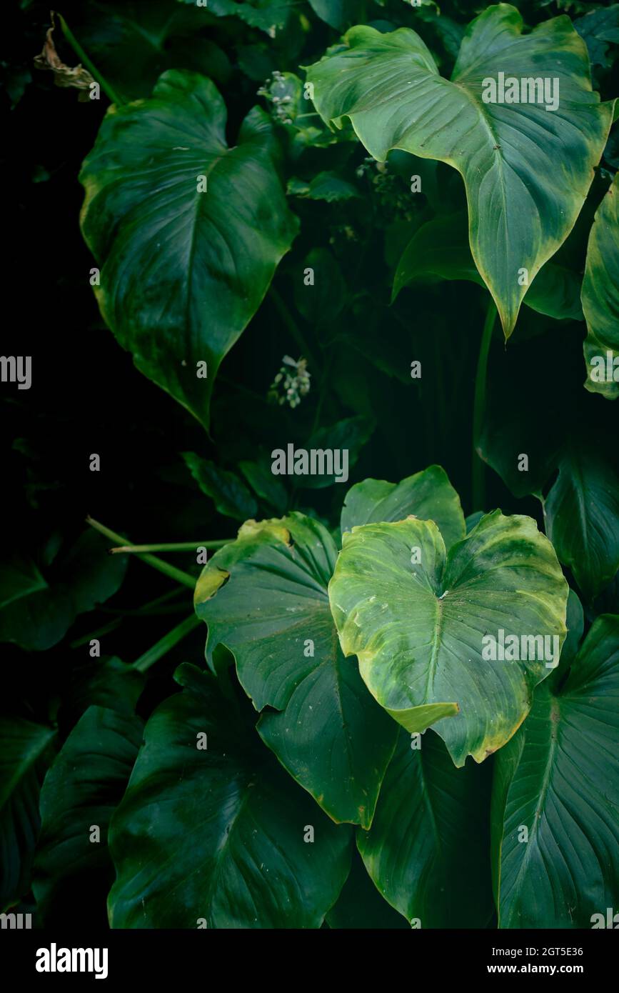 Jungle style hi-res stock photography and images - Alamy