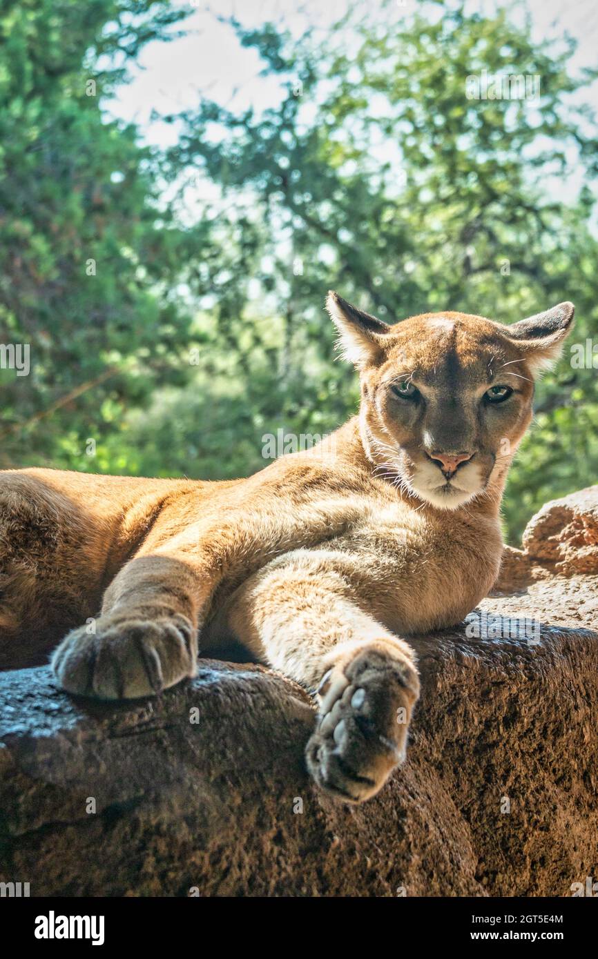 Lion photo vertical hi-res stock photography and images - Alamy