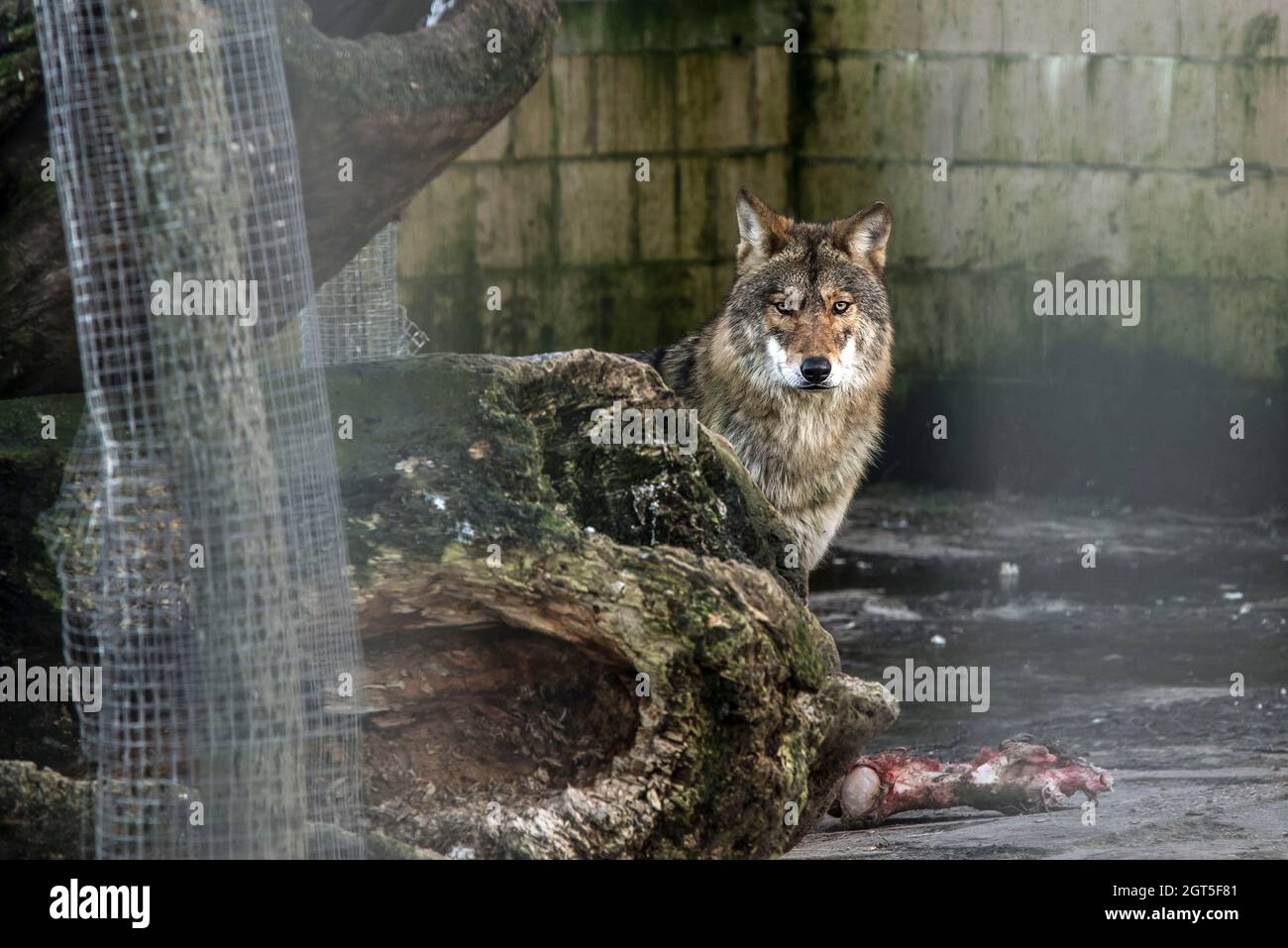 Wolf In Zoo Stock Photo - Alamy