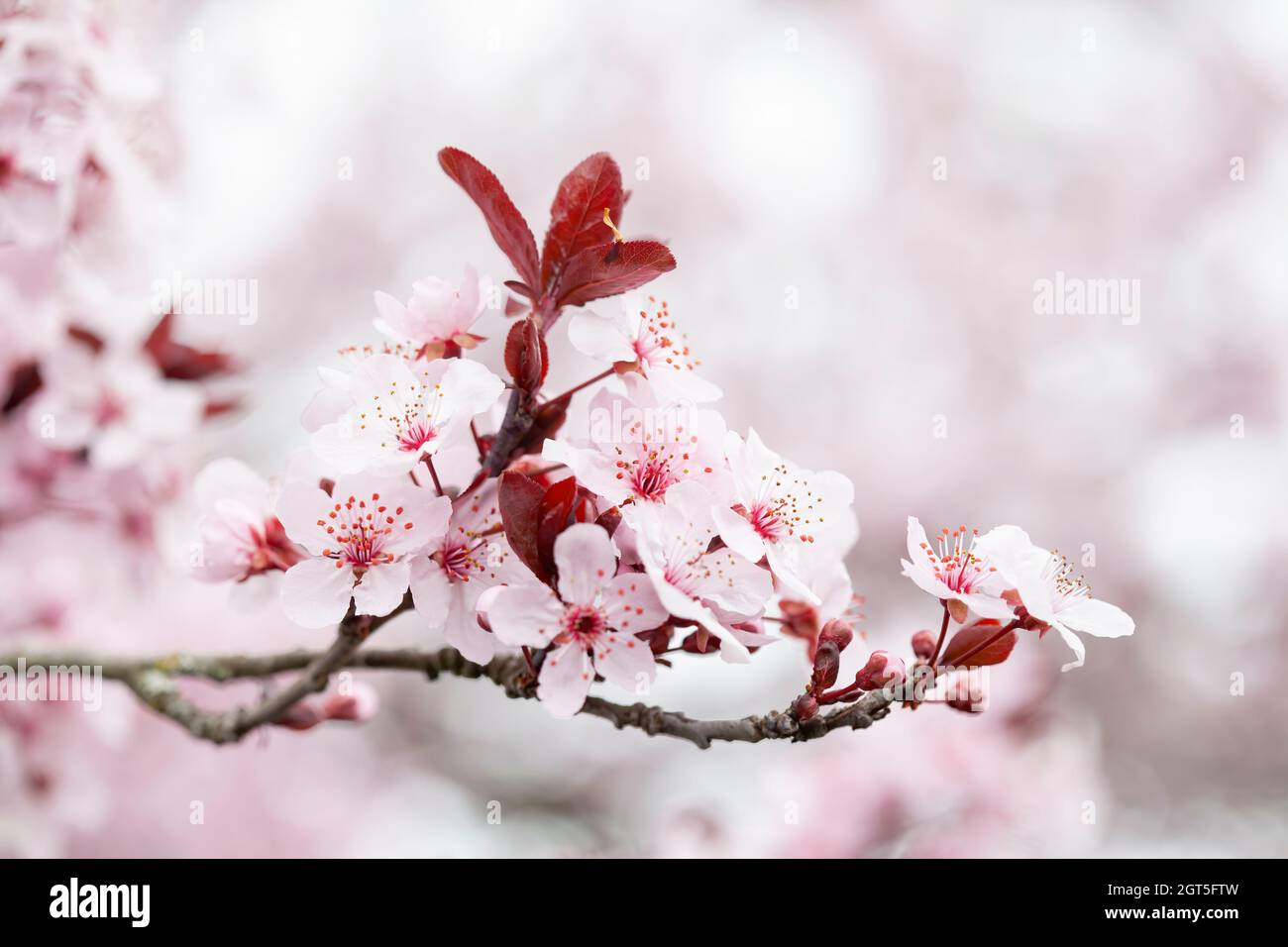 Flowers Blossoming in Spring Stock Photo - Alamy