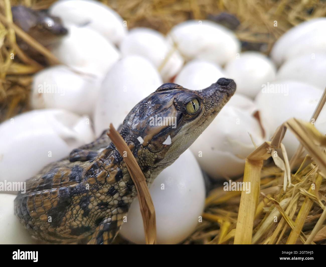 Crocodile egg nest hi-res stock photography and images - Alamy