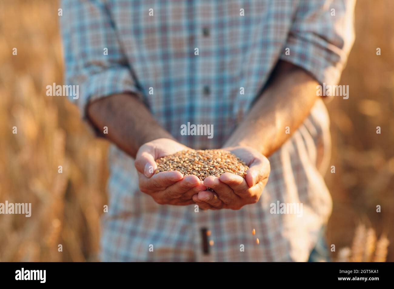 Offering grains hi-res stock photography and images - Alamy