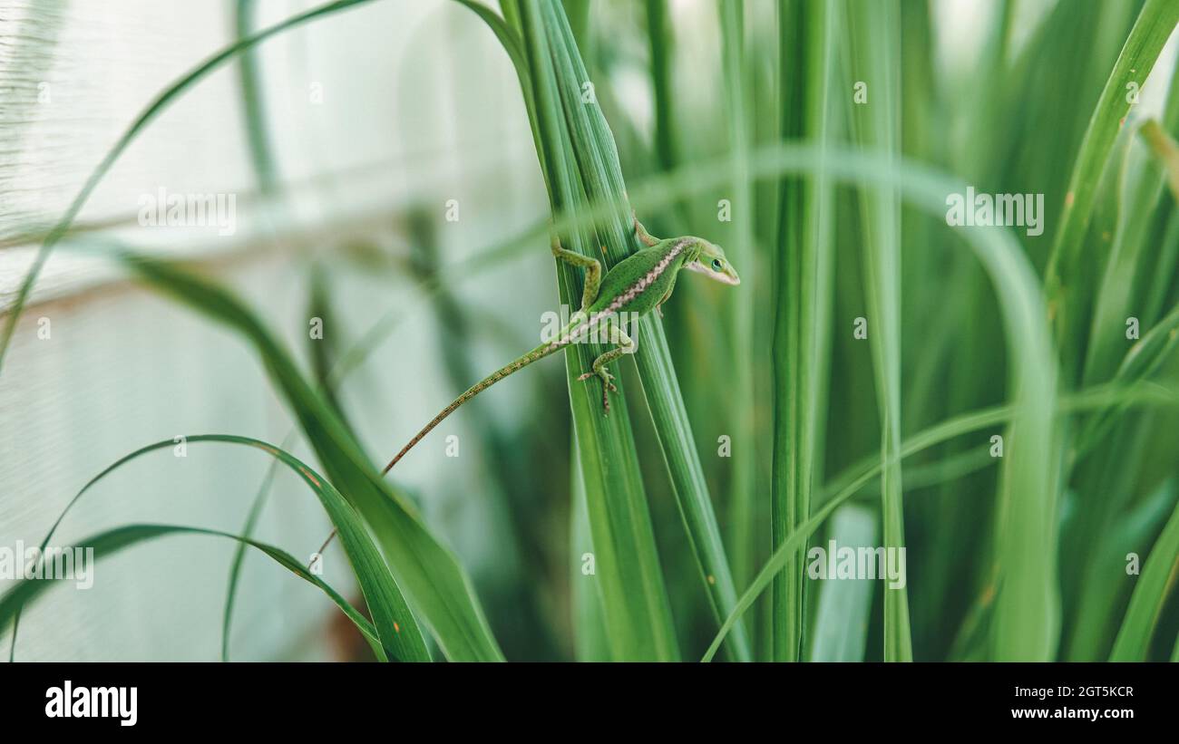 Grass anole hi-res stock photography and images - Alamy