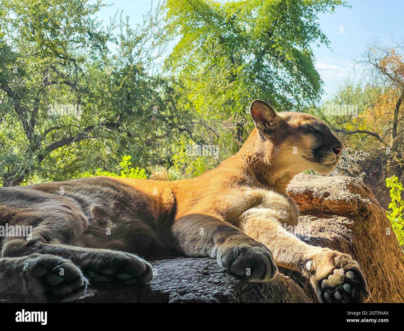Large puma sunbathes on rocks with green trees in background Stock ...