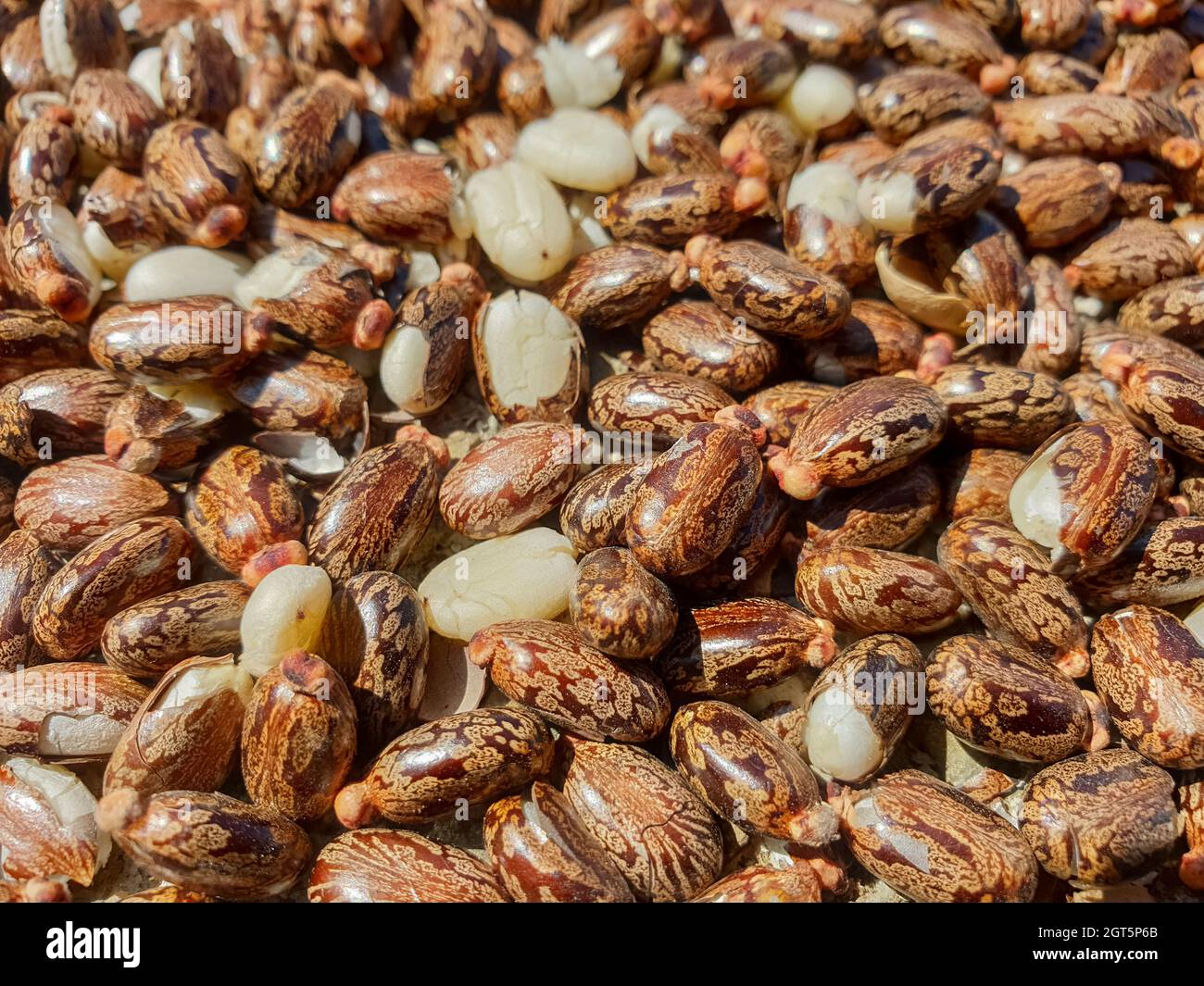 Castor seed hi-res stock photography and images - Alamy