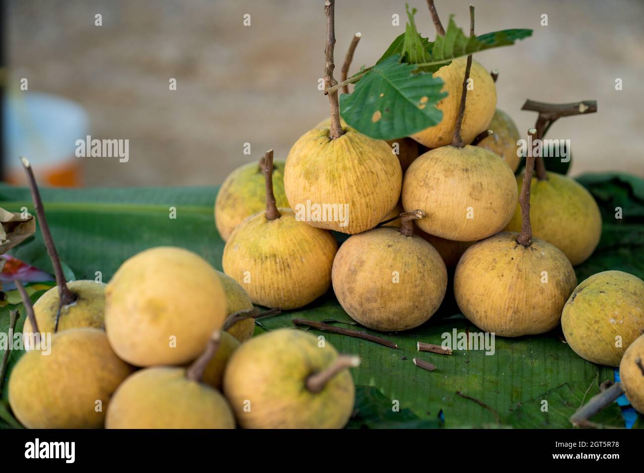 Santol leaves hi-res stock photography and images - Alamy