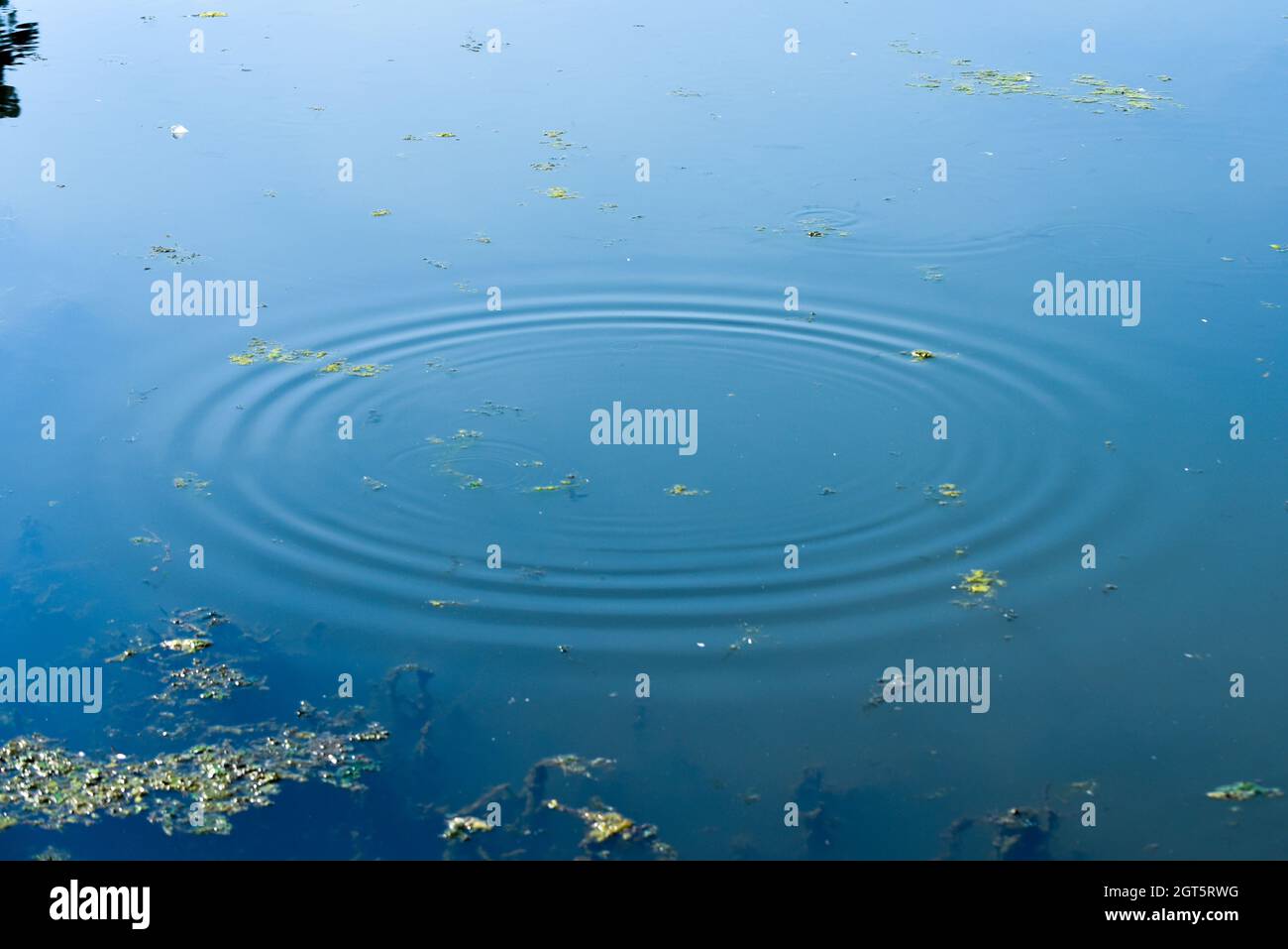 Water ripple in blue lake water abstract with circle of ripples Stock ...