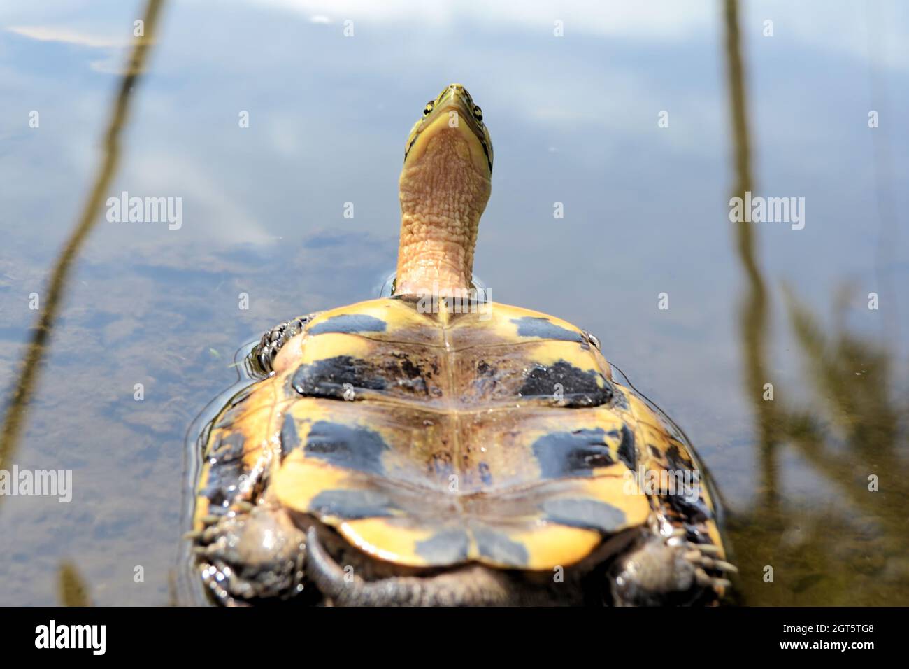 Tortoise upside down hi-res stock photography and images - Alamy