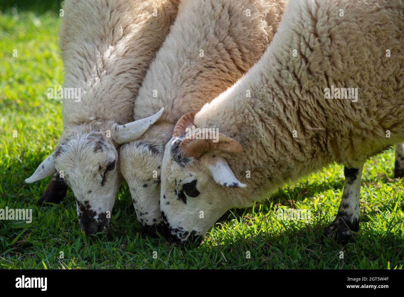 Sheep Grazing Together In A Field Stock Photo - Alamy