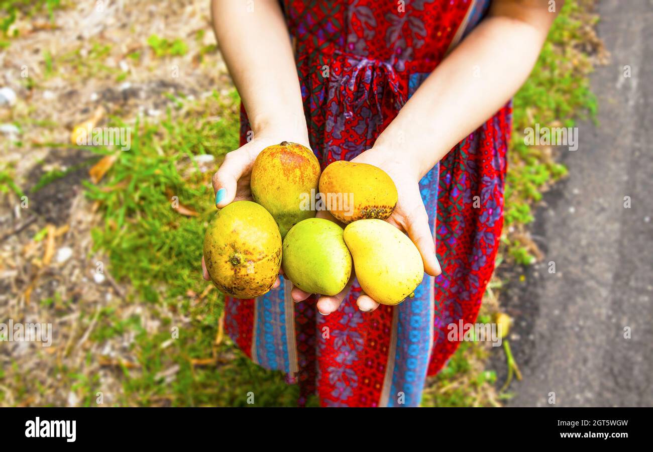 Hand man holding mango hi-res stock photography and images - Alamy
