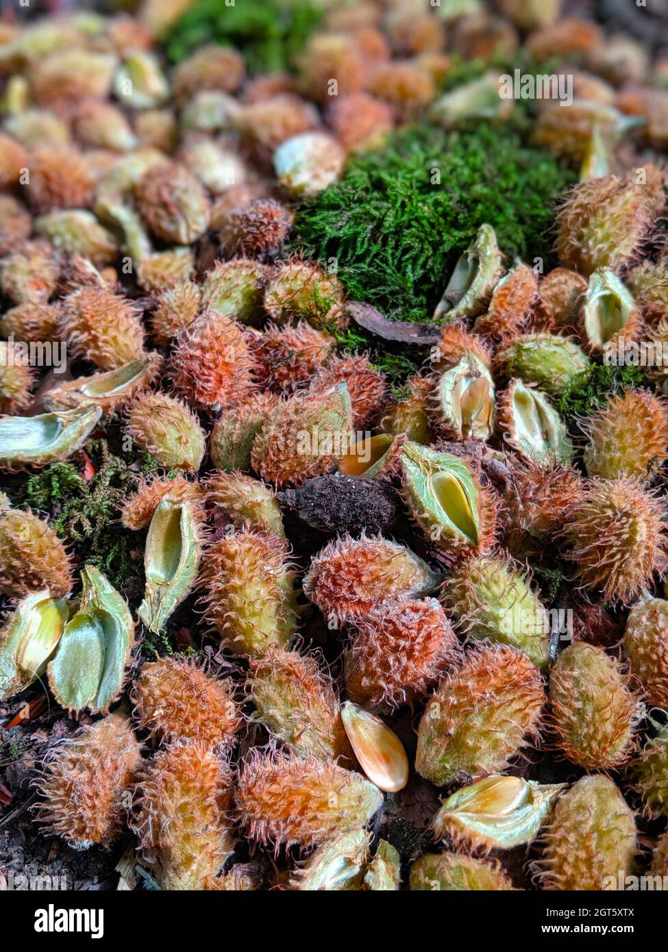The tree seeds hi-res stock photography and images - Alamy