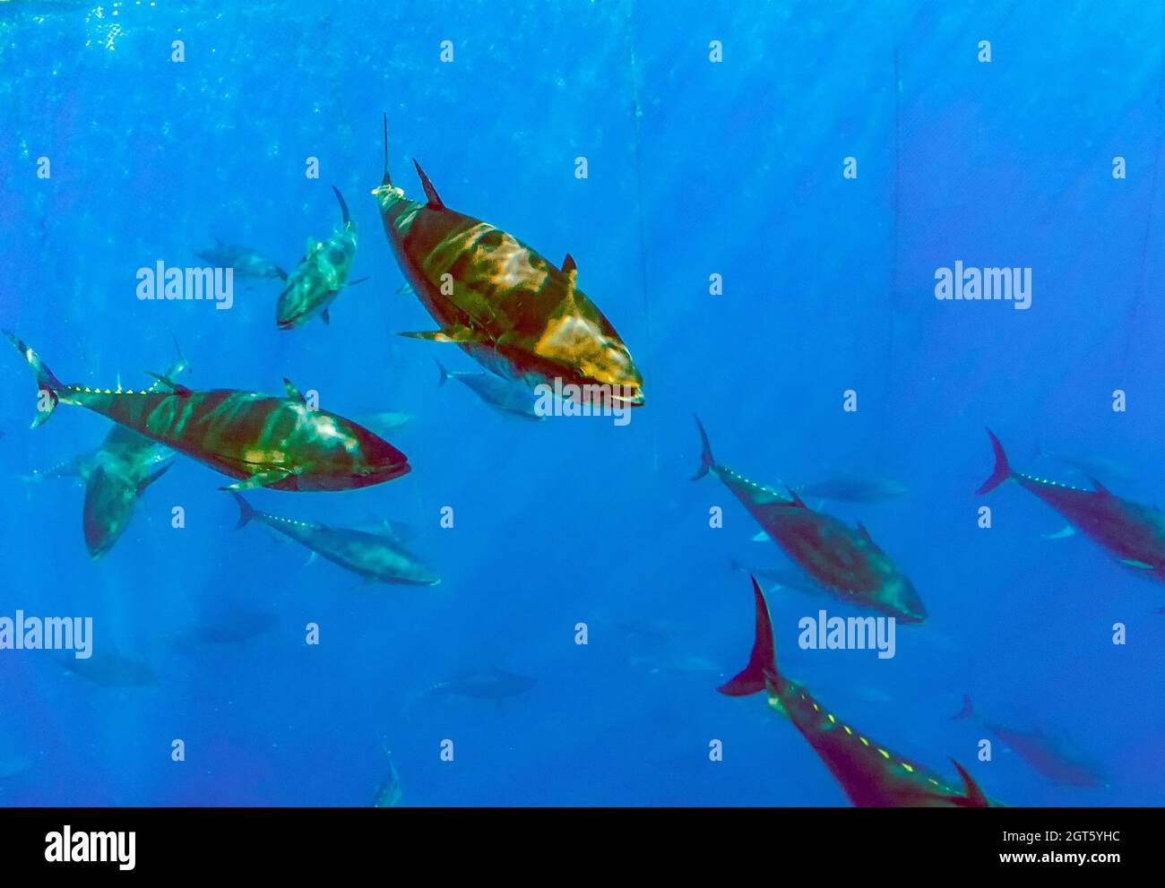 Bluefin tuna fish swimming underwater hi-res stock photography and ...