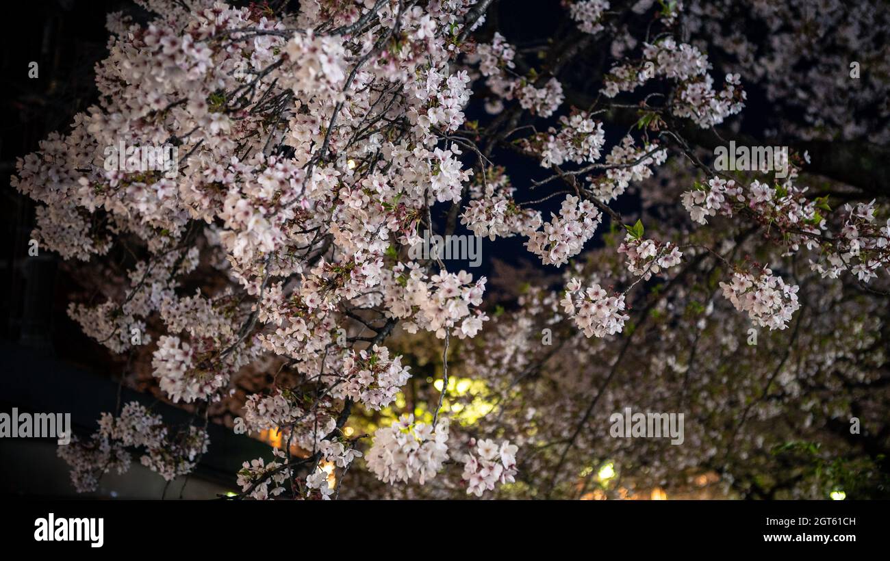 Cherry blossom trees at night in tokyo hi-res stock photography and ...