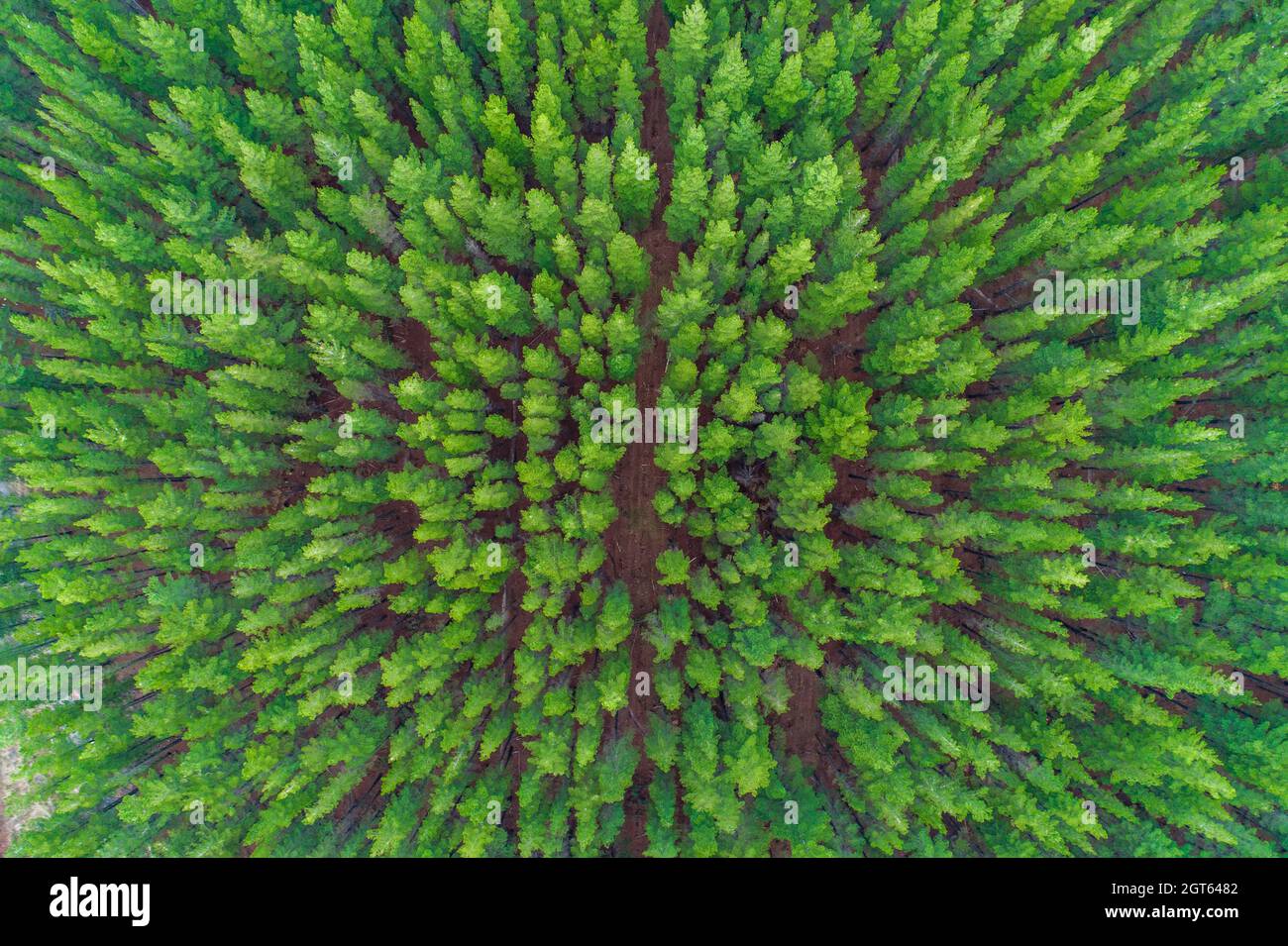 Aerial view tree plantation australia hi-res stock photography and ...