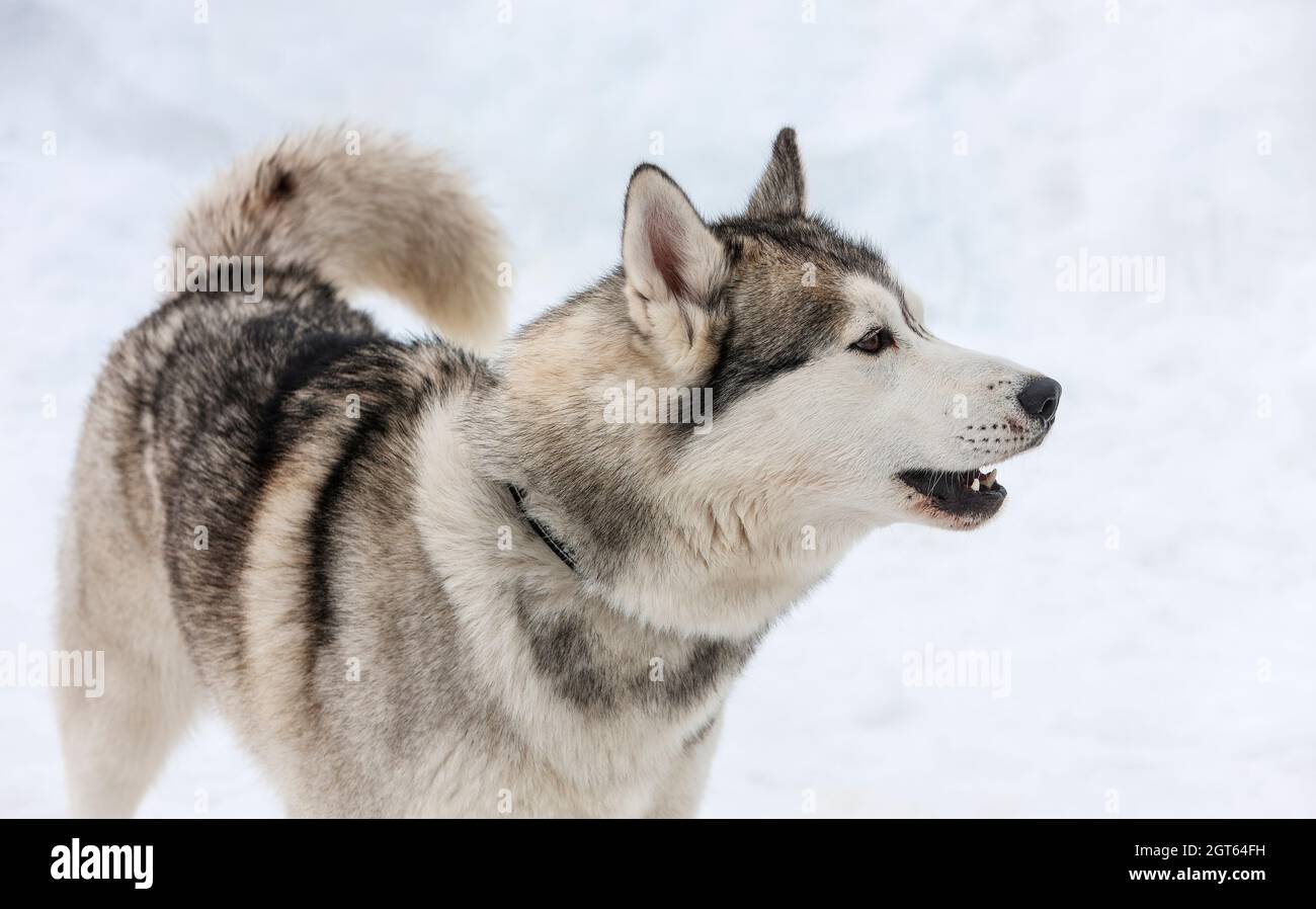 White siberian husky side view hi-res stock photography and images - Alamy