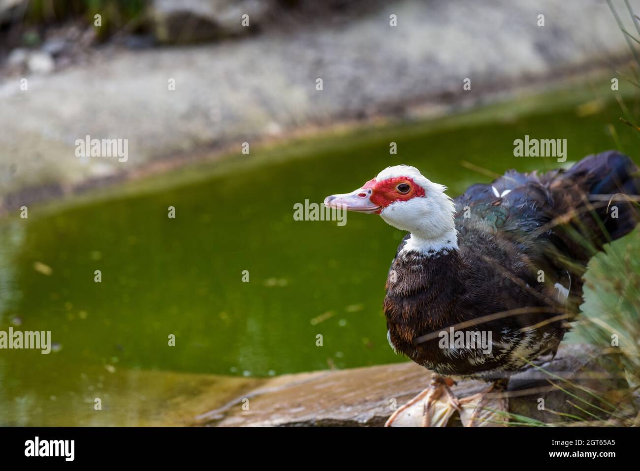 White Duck Red Face High Resolution Stock Photography and Images - Alamy