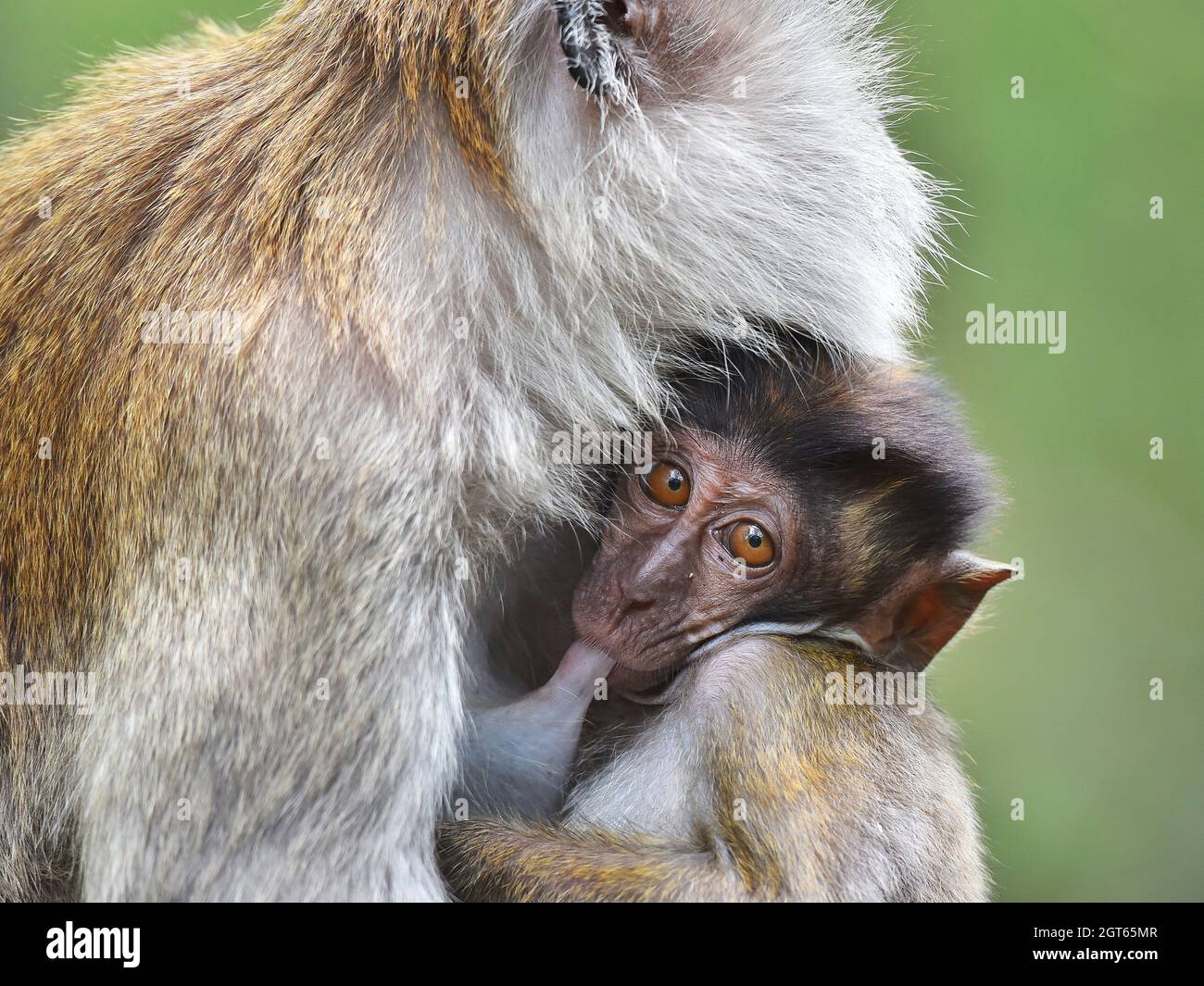 Family breastfeeding animal animals hi-res stock photography and images ...