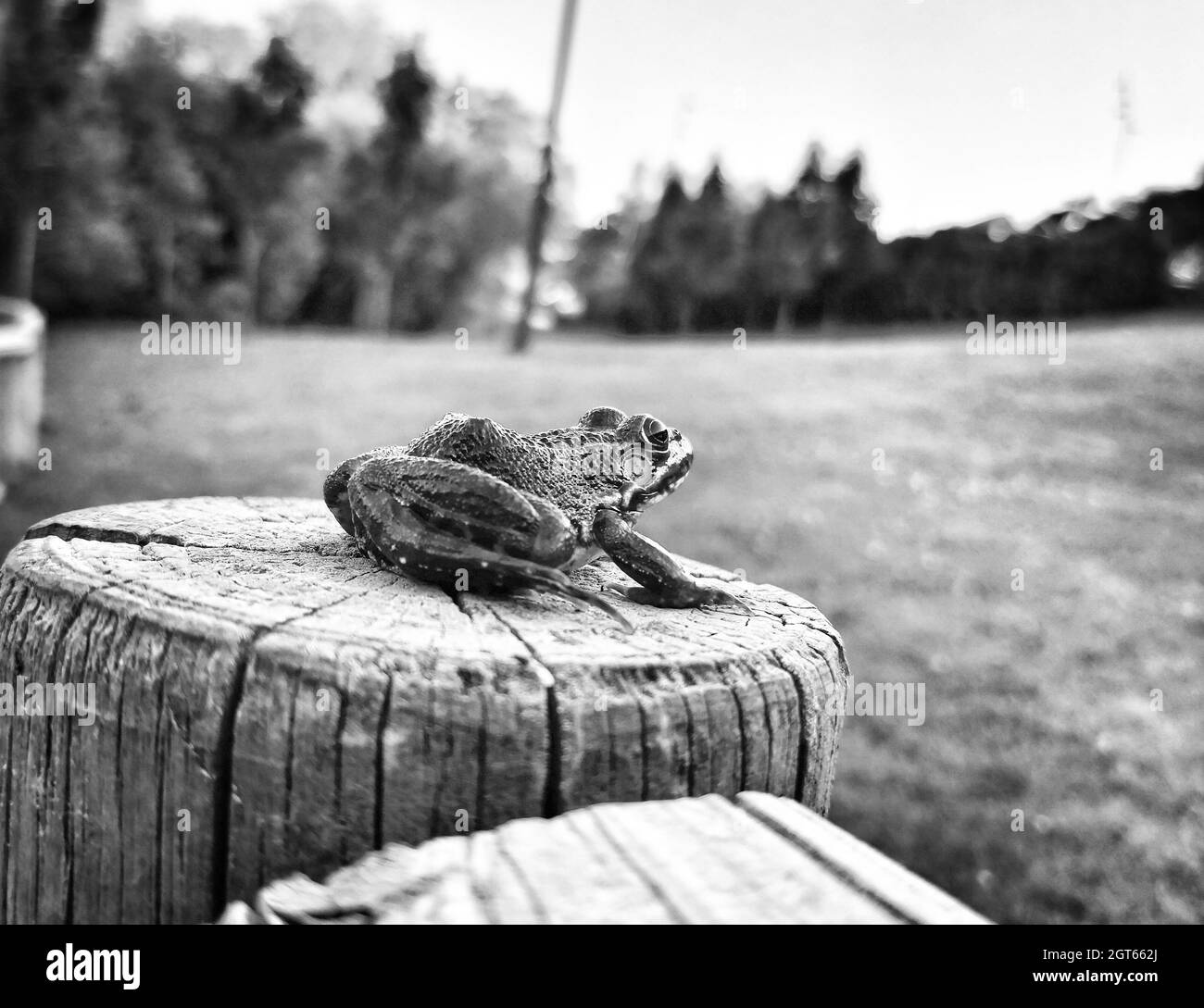 Hop off wood hi-res stock photography and images - Alamy