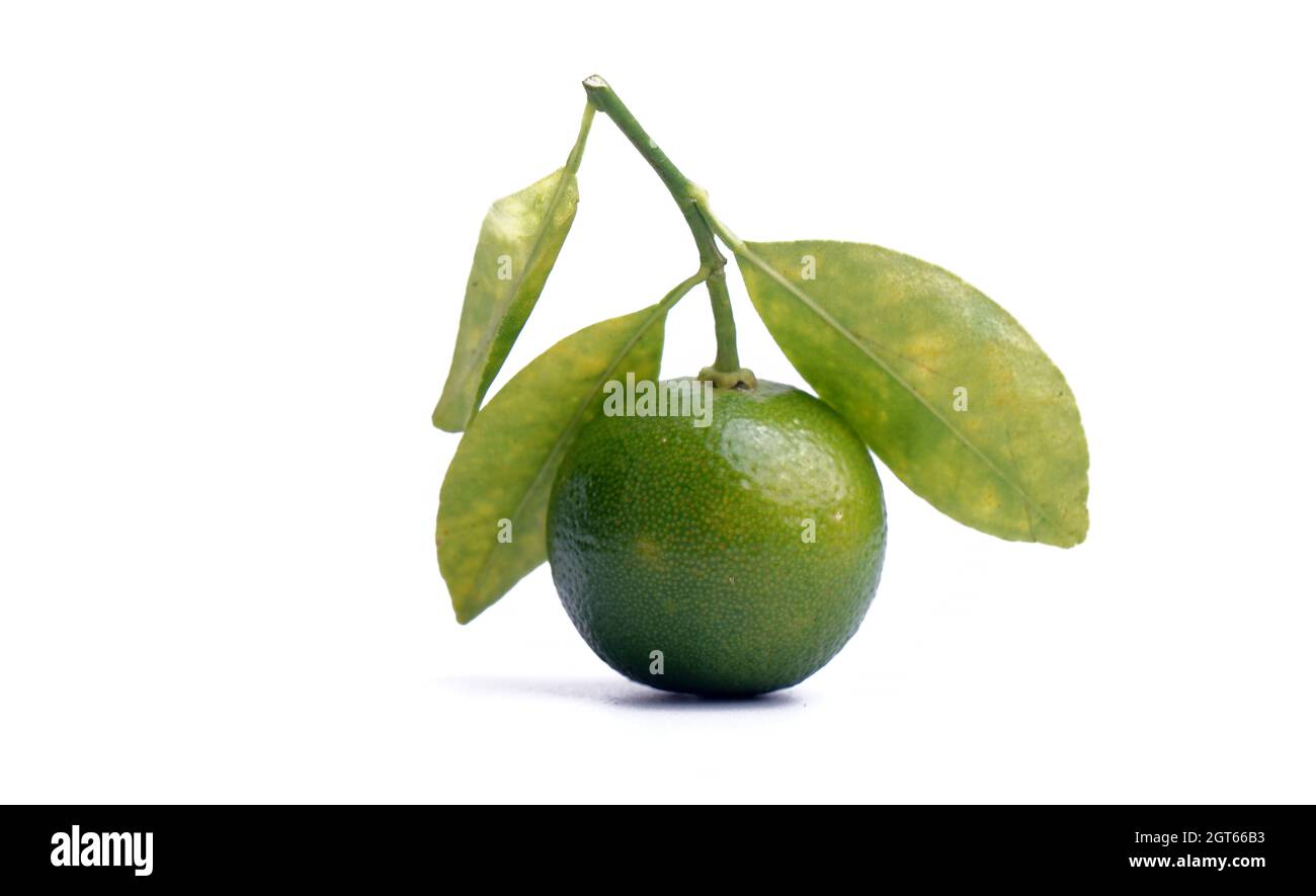 Calamansi plant fruit hi-res stock photography and images - Alamy