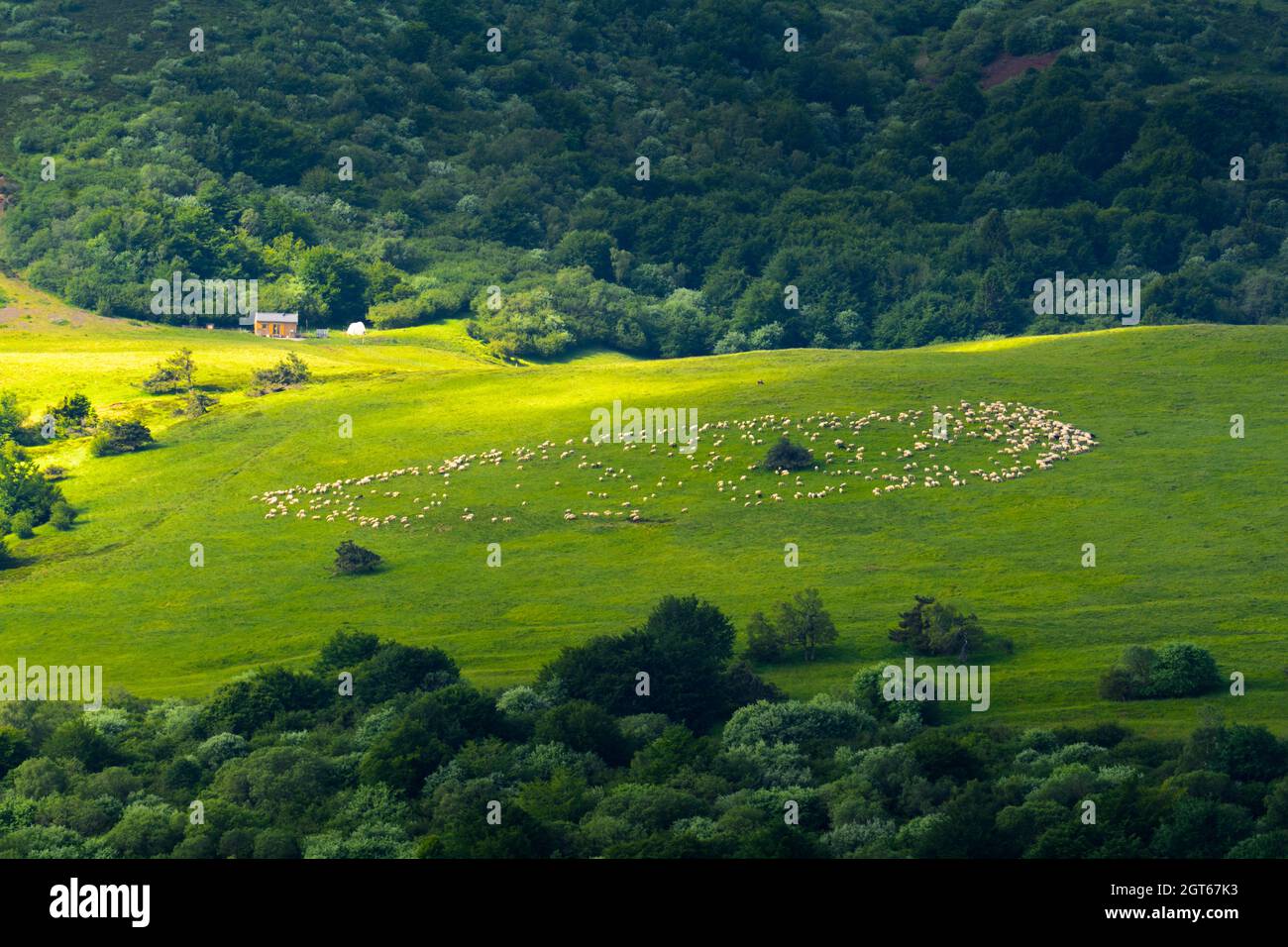 Central park sheeps meadow hi-res stock photography and images - Alamy