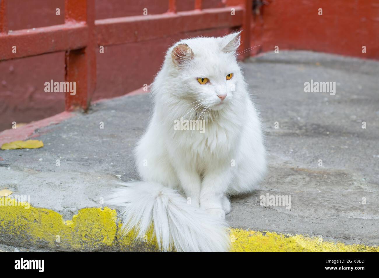 White fluffy cat albino with yellow eyes Stock Photo - Alamy