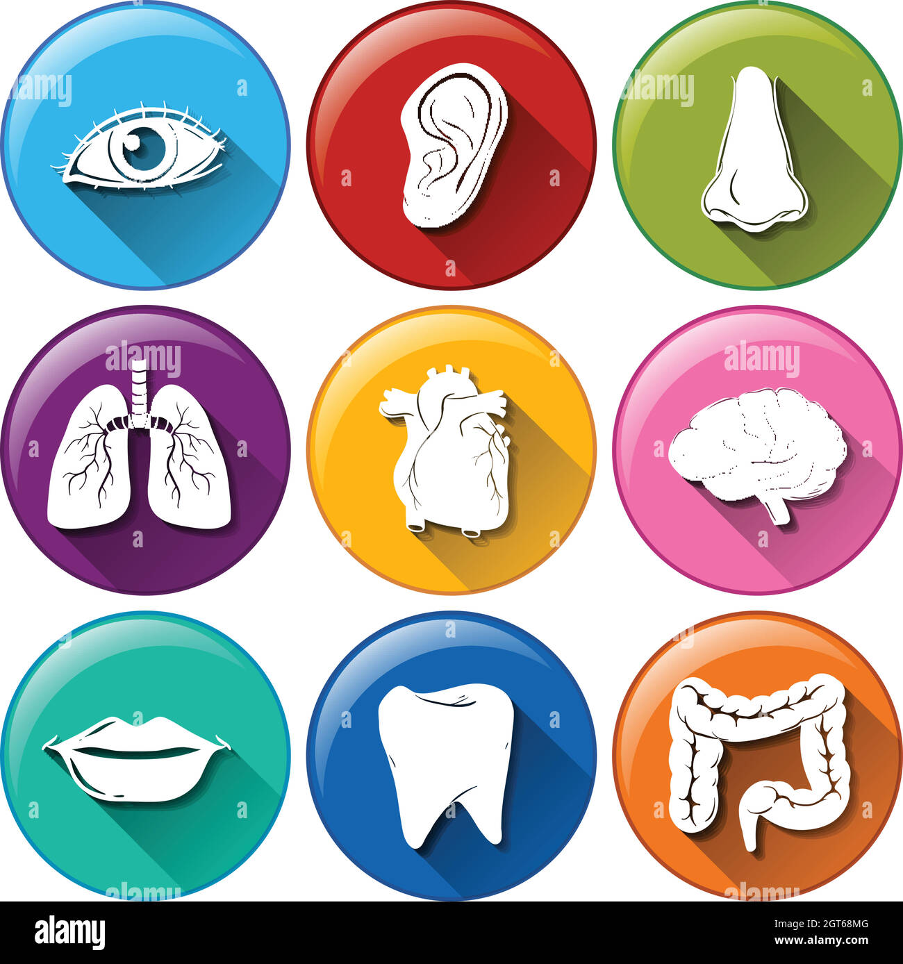 Buttons with the different body parts Stock Vector Image & Art - Alamy