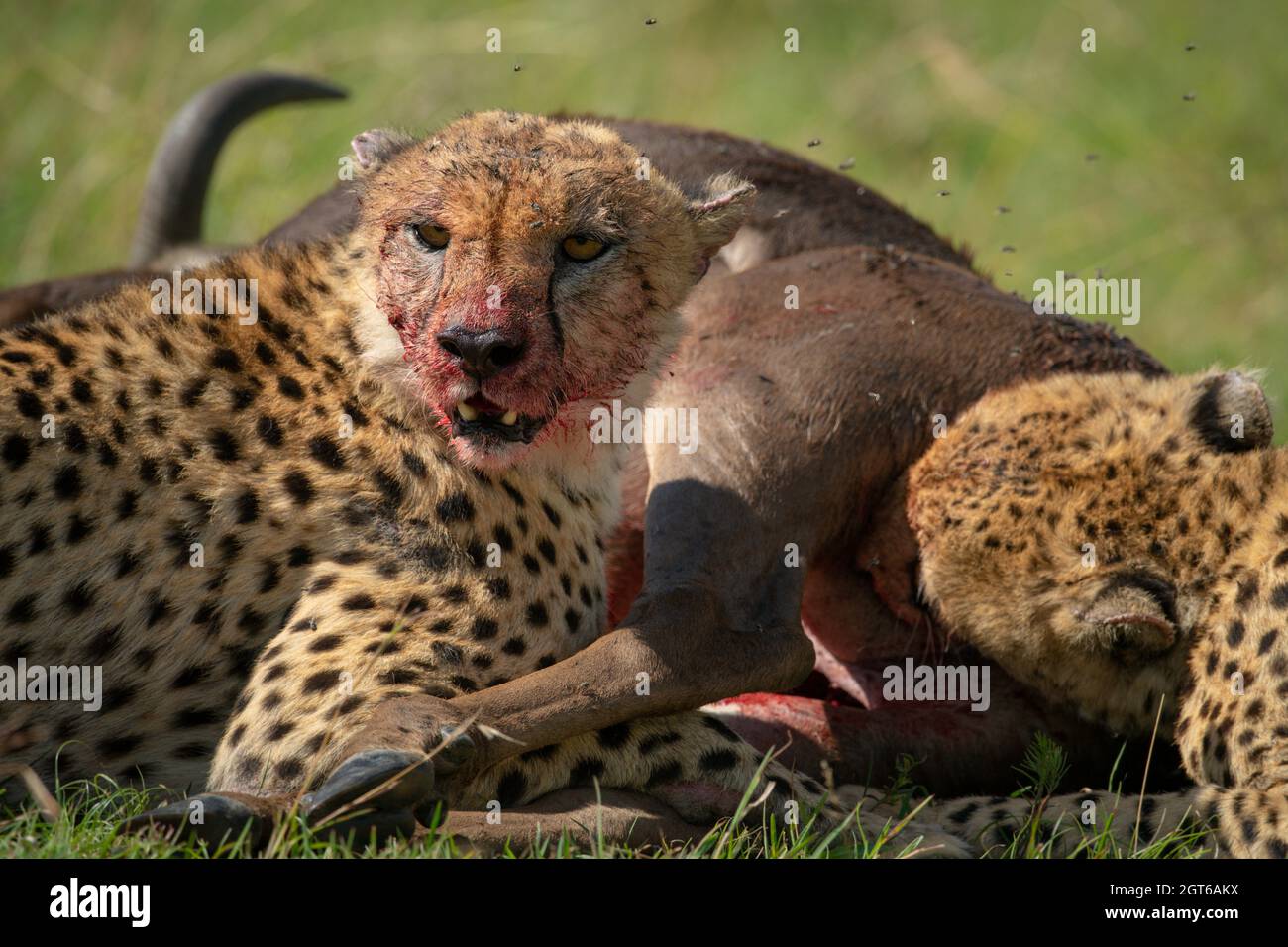 Bloody bones hi-res stock photography and images - Alamy
