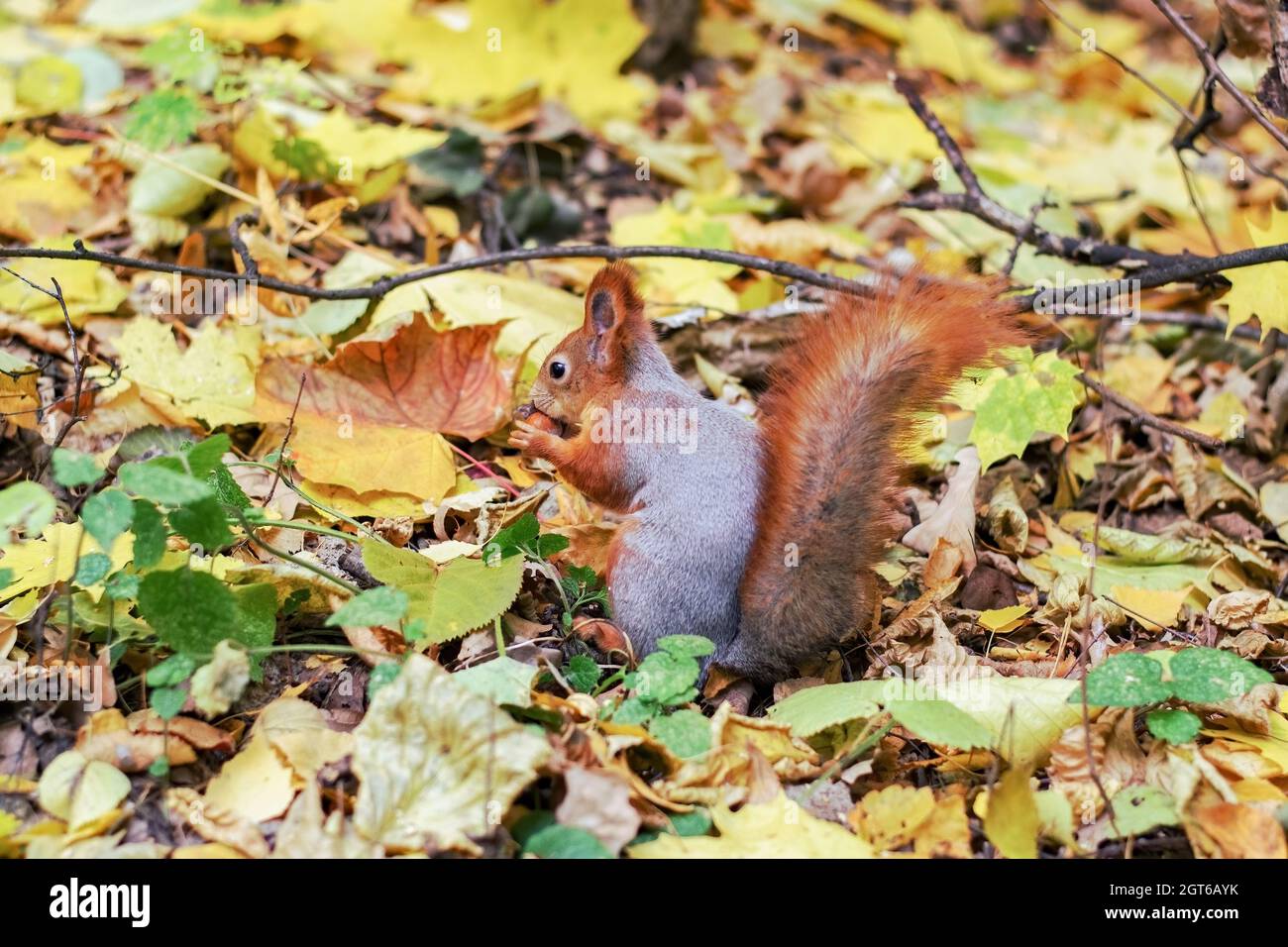 Funny and fluffy red squirrel Stock Photo - Alamy