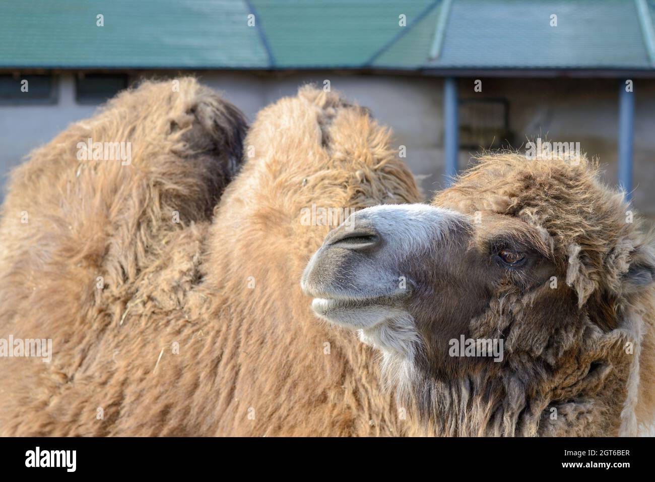 Camel safari africa hi-res stock photography and images - Alamy