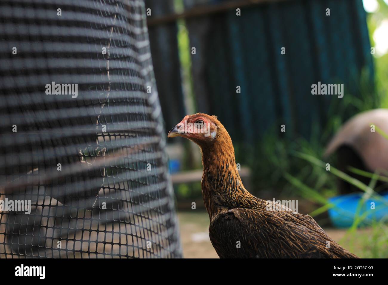 Scarlet poultry hi-res stock photography and images - Alamy