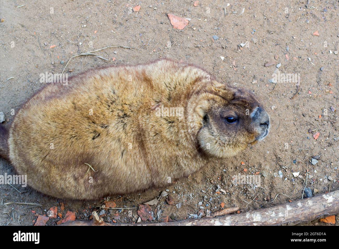 Squirrel looks curiously camera hi-res stock photography and images - Alamy