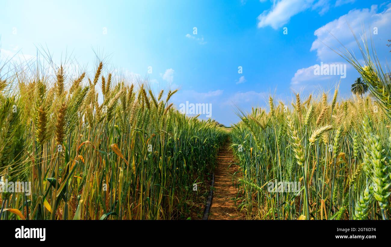 Demonstration plot hi-res stock photography and images - Alamy
