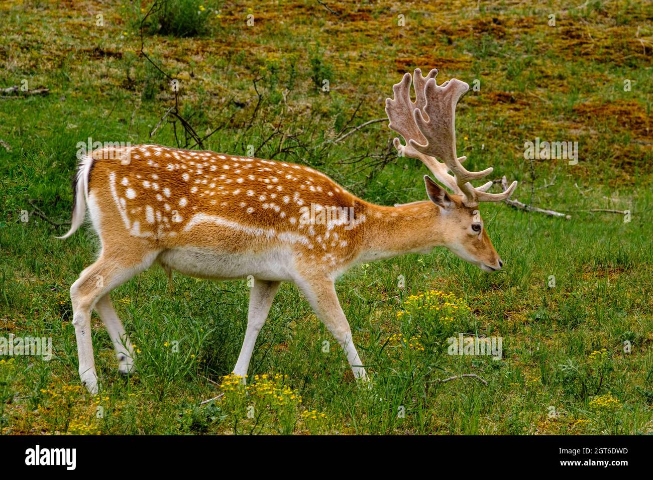Deer In A Field Stock Photo - Alamy