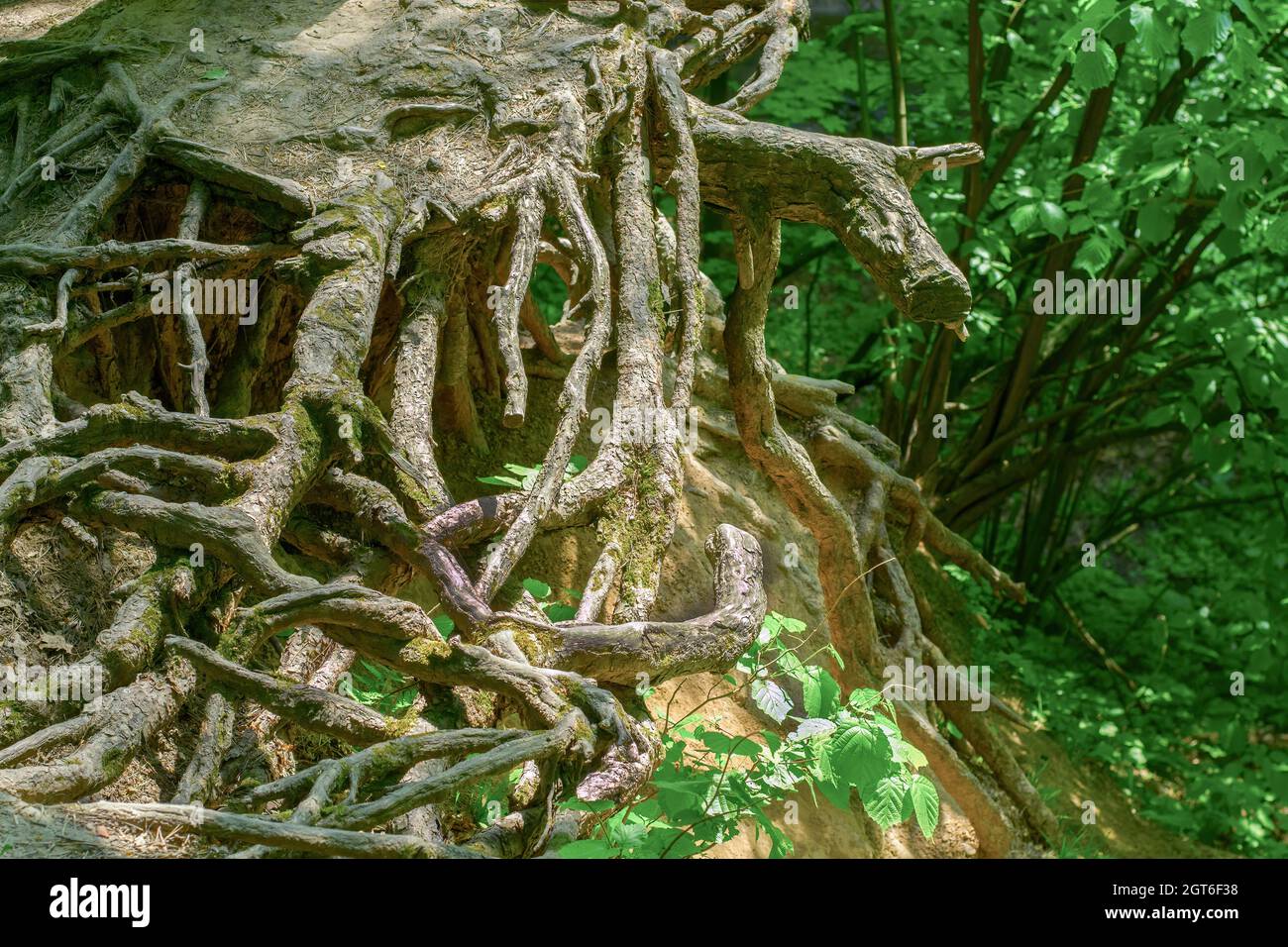 Trees huge roots in hi-res stock photography and images - Alamy