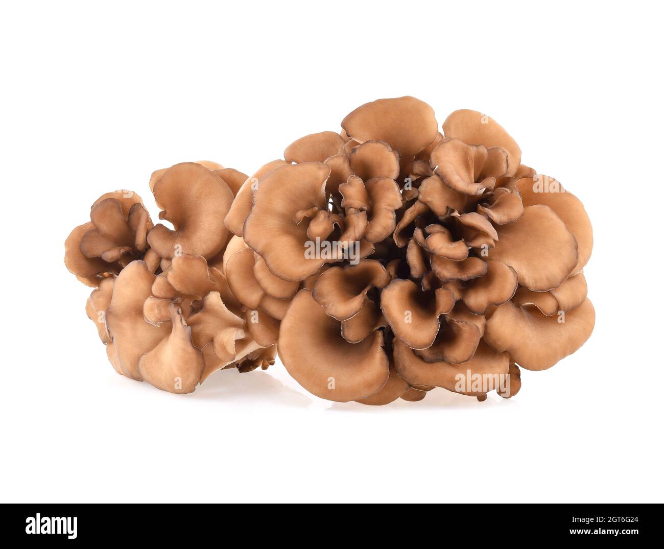 Maitake Cut Out Stock Images & Pictures - Alamy