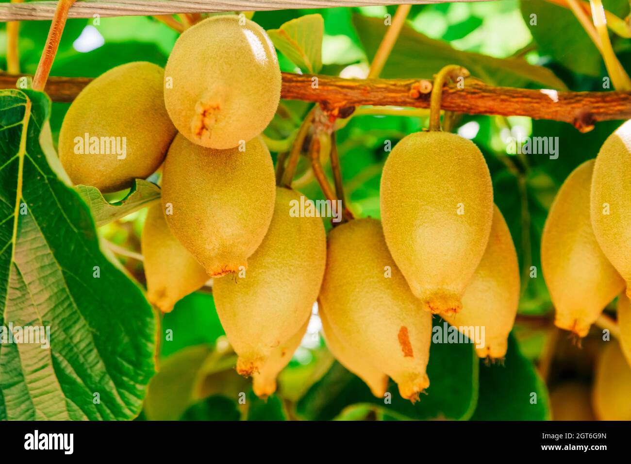 Puke fruit hi-res stock photography and images - Alamy