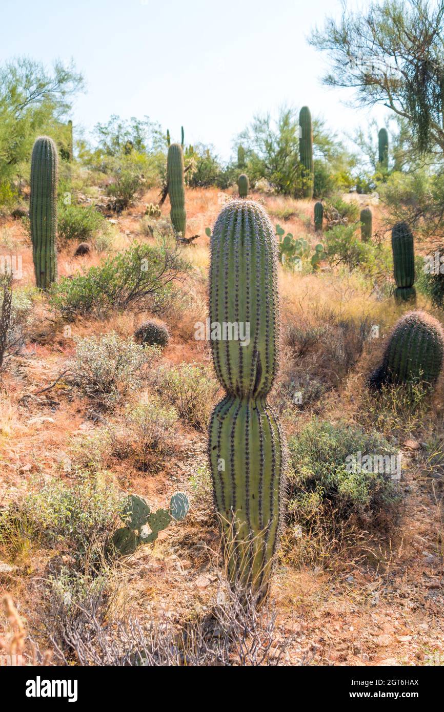 Saguaro cactus standing in Sonoran desert landscape, vertical photo ...