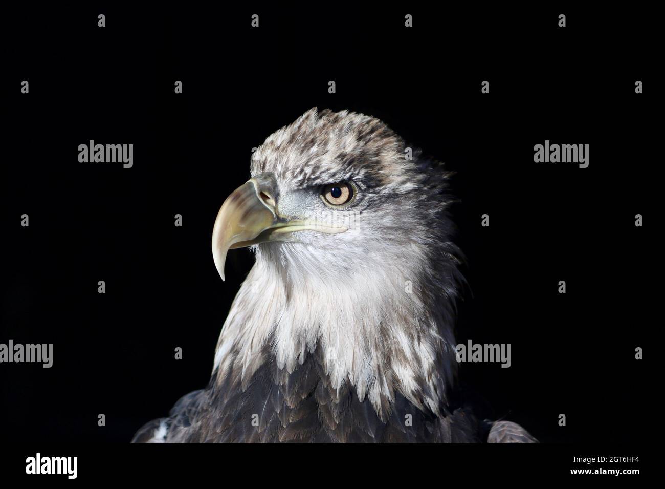 Profile Of A Bald Eagle Stock Photo - Alamy