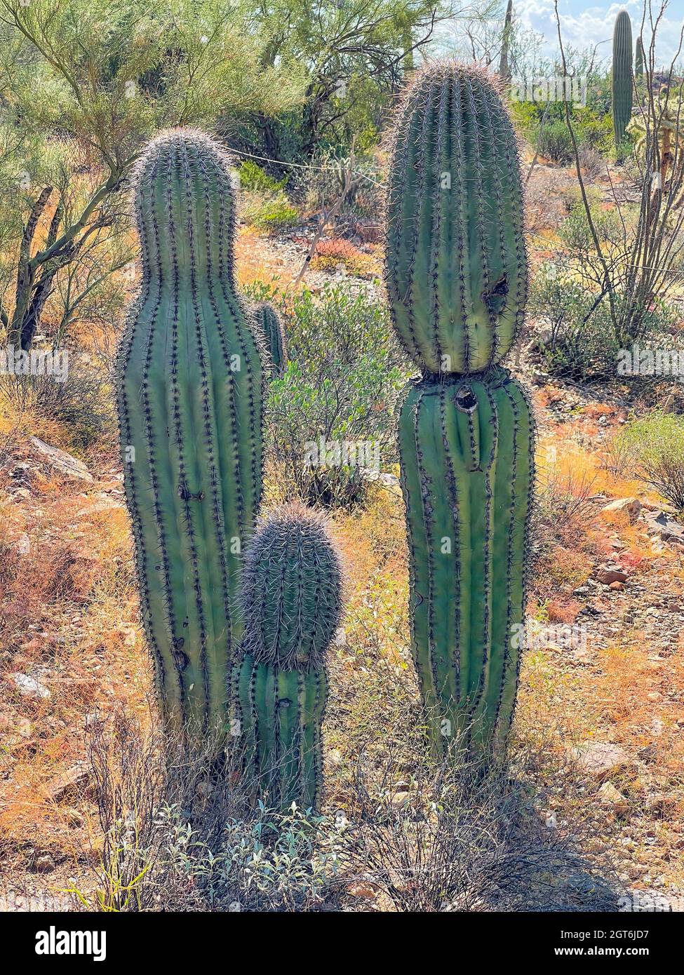 Three young Saguaros standing in Sonoran desert landscape Stock Photo ...