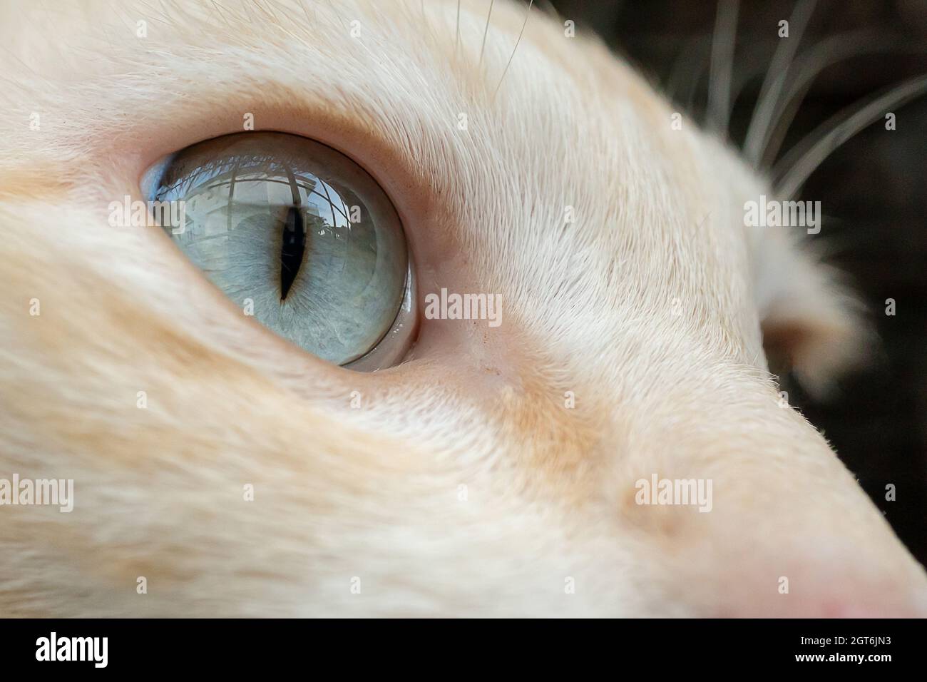 The Reflection In The Cat's Eyes Stock Photo - Alamy
