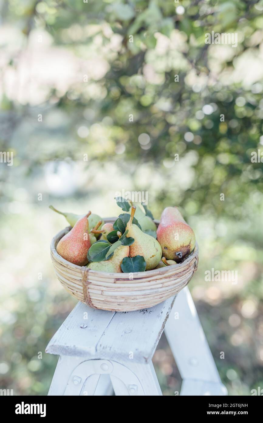 Pear tree in container hi-res stock photography and images - Alamy