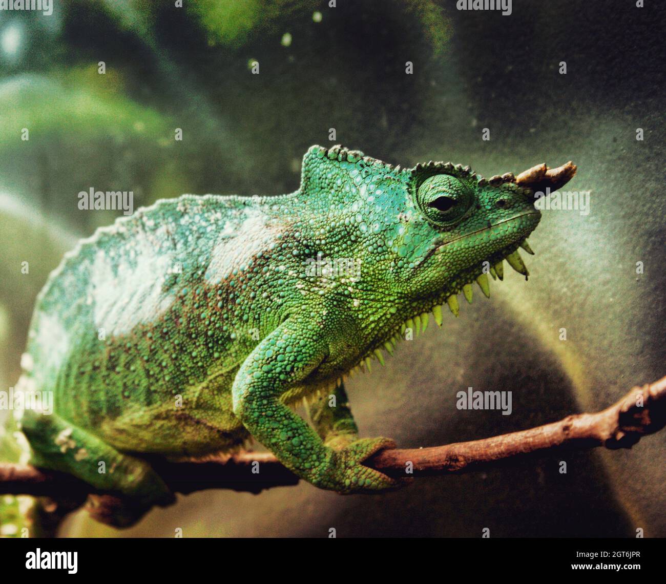 Fort worth zoo hi-res stock photography and images - Alamy
