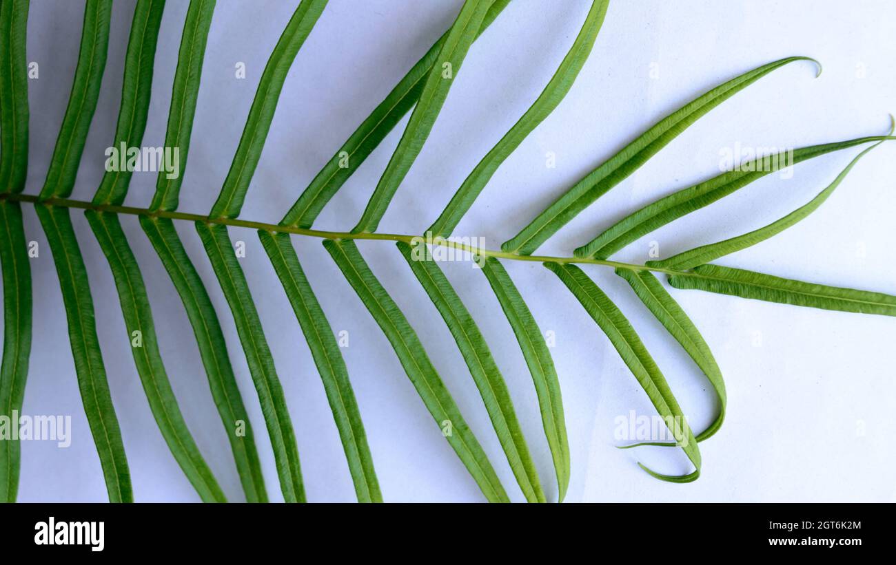 Pinnate compound hi-res stock photography and images - Alamy
