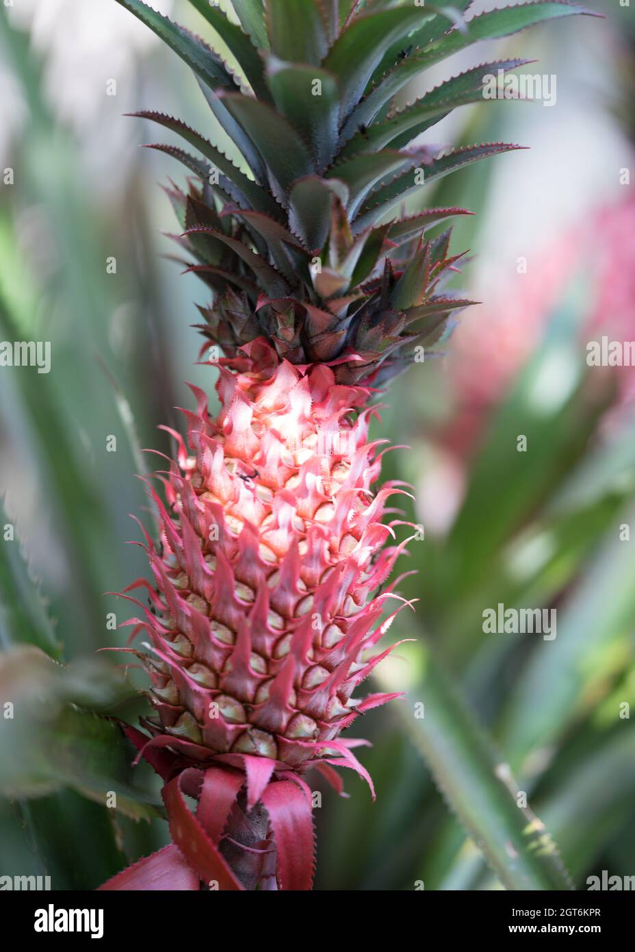 Pineapple plant flower tree hi-res stock photography and images - Alamy