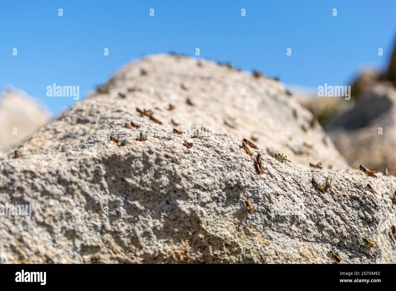 Insects Anatomy High Resolution Stock Photography and Images - Alamy