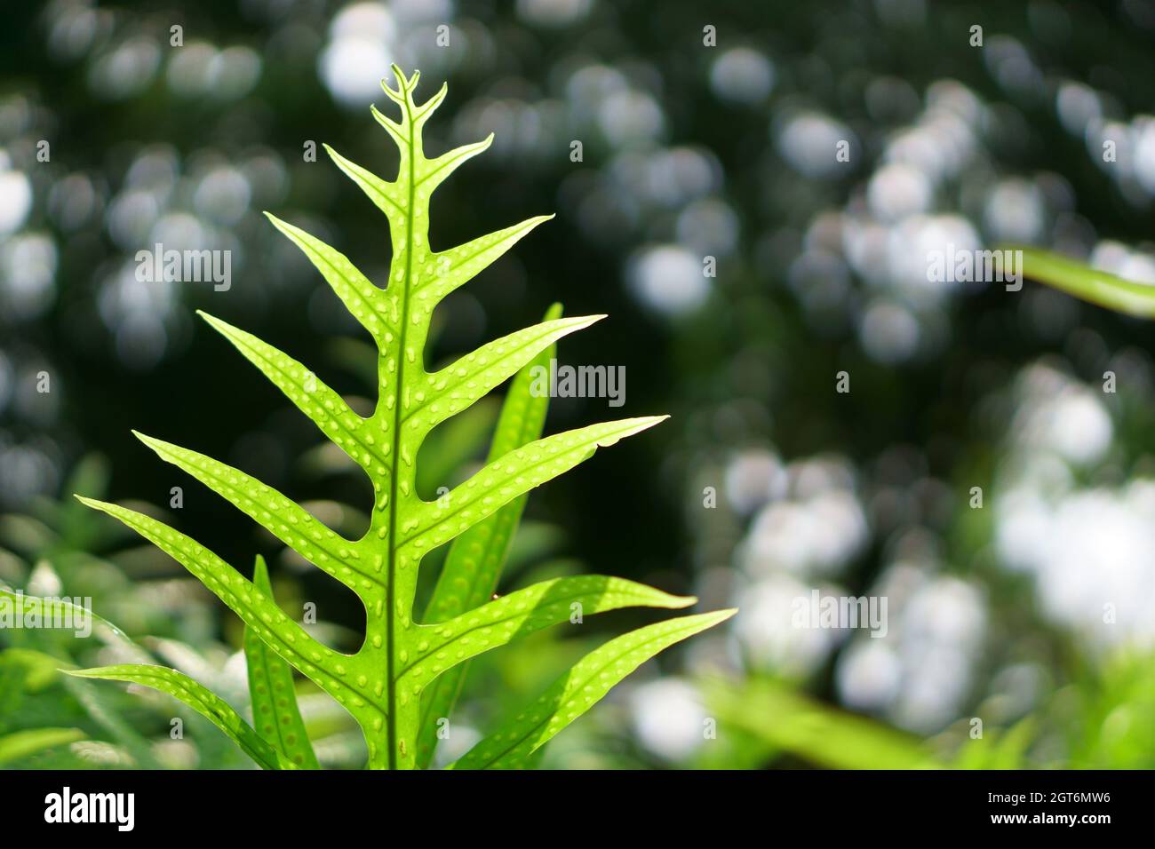 Wart fish hi-res stock photography and images - Alamy