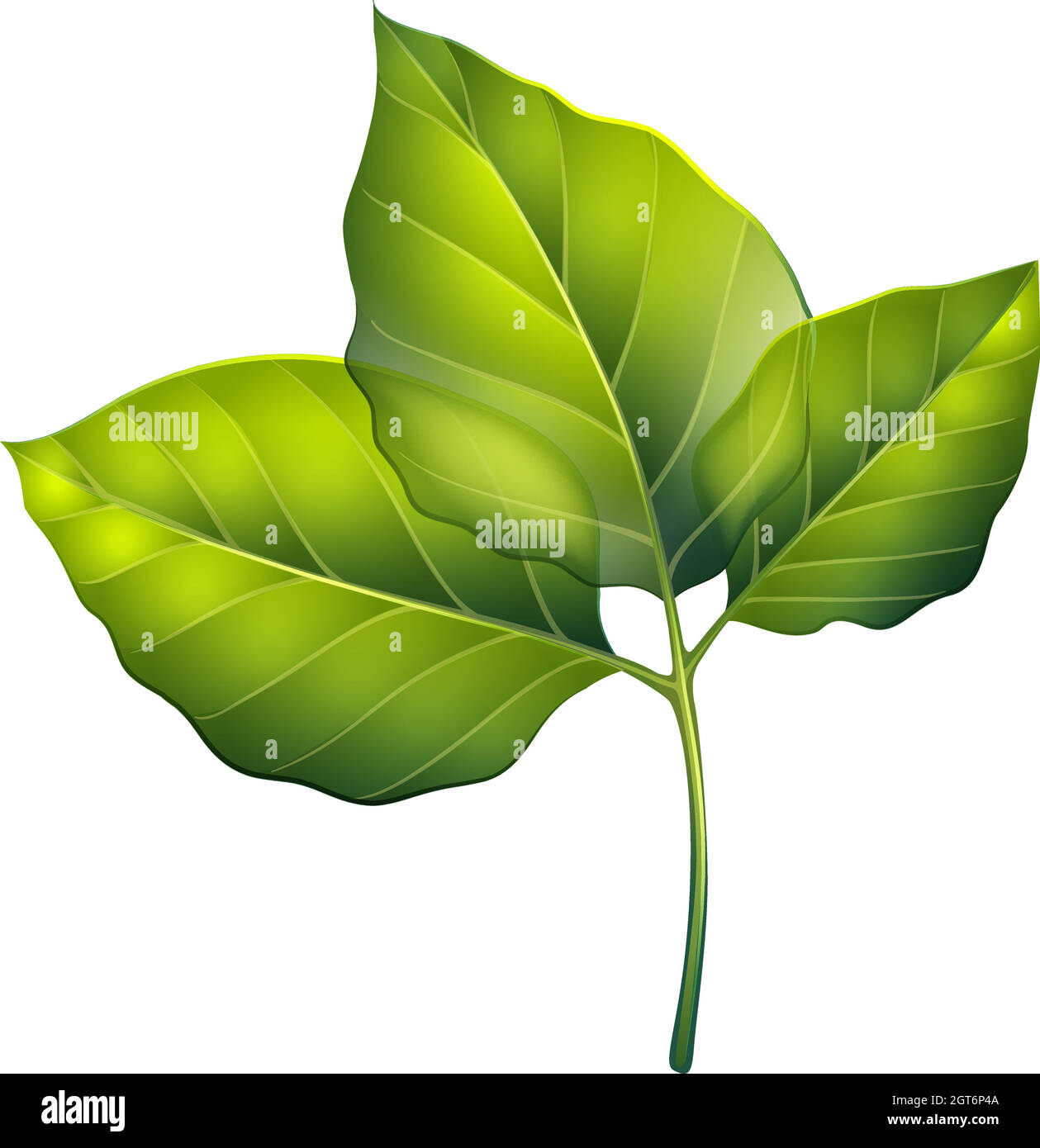 Three green leaves Stock Vector Image & Art - Alamy